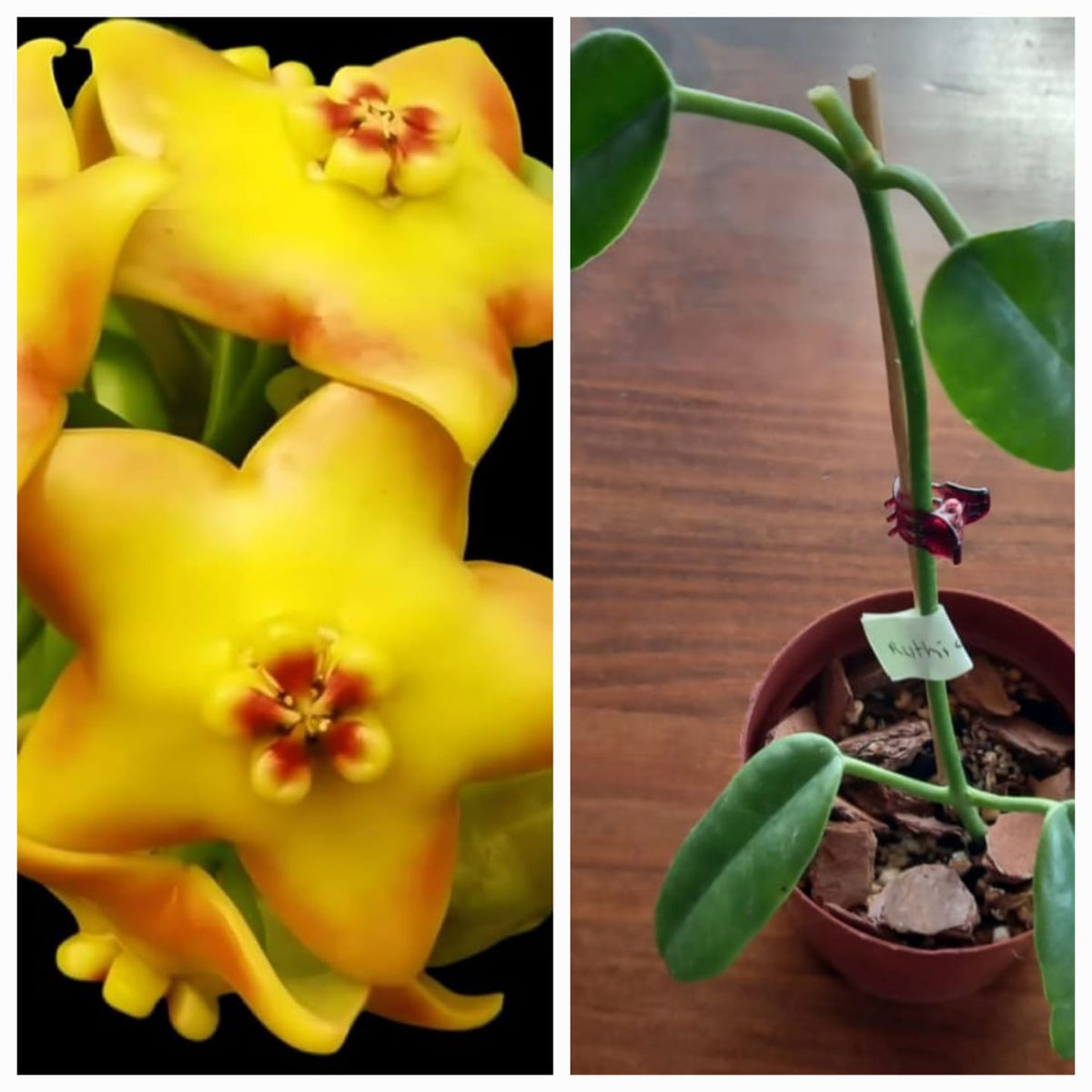 Hoya – Exotic Flora