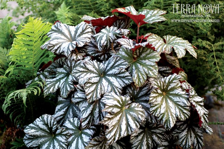 Begonia – Exotic Flora