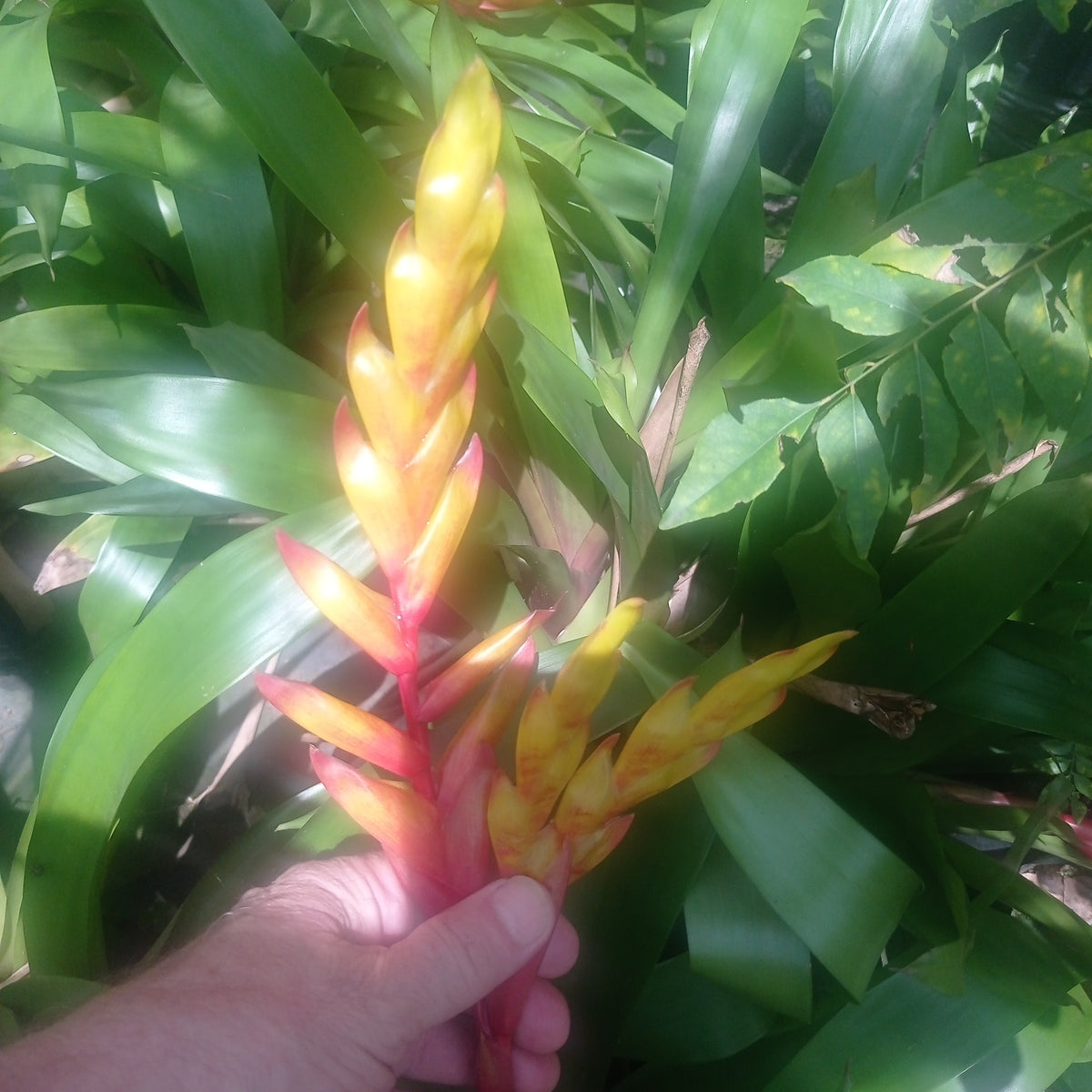 Bromeliad Vriesea Hybrid Golden Yellow – ExoticFlora