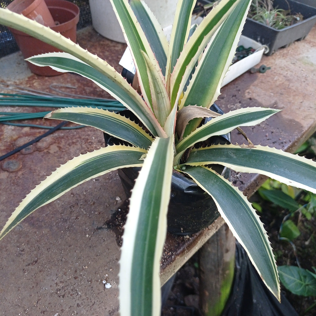 Ananas comosus var. variegatus variegated pineapple – ExoticFlora