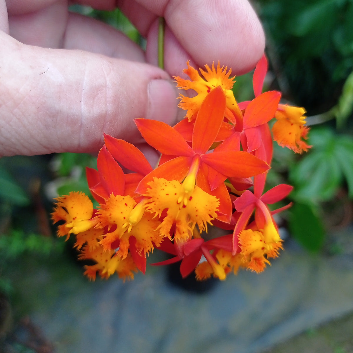 Epidendrum orange orchid ground)sun – Exotic Flora