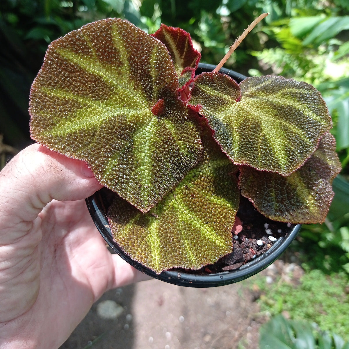Begonia sol mutata (Sun changing begonia) – ExoticFlora