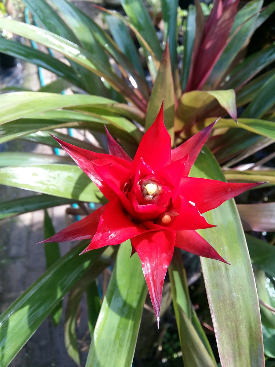 Bromeliad Guzmania Lingulata ( red ) – Exotic Flora