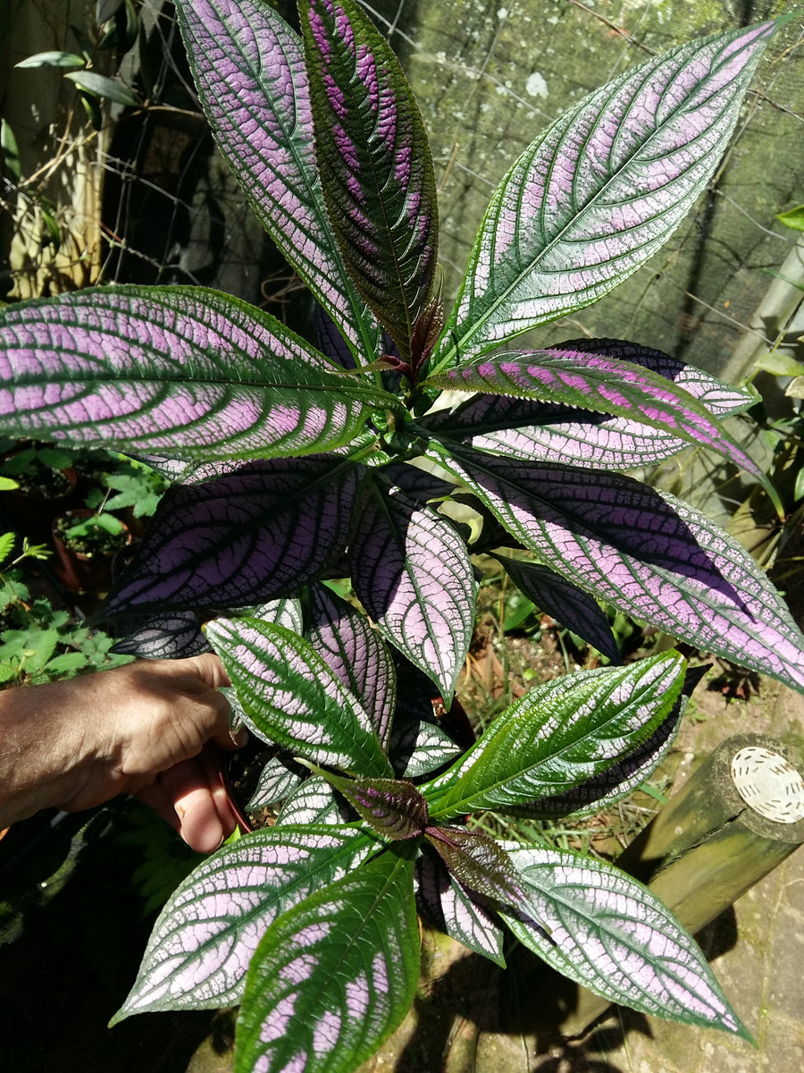 Strobilanthes dyeriana Persian shield – Exotic Flora