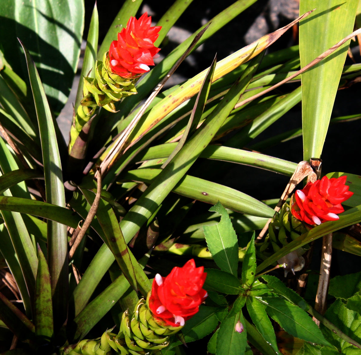 Guzmania monostachia – ExoticFlora