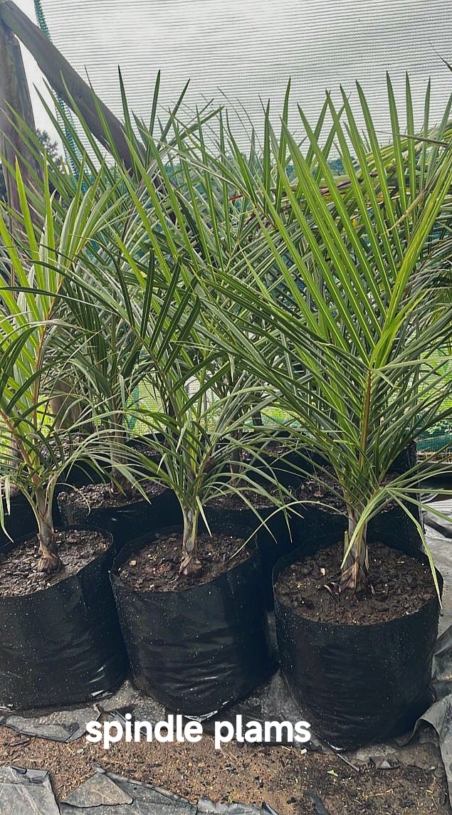 hyophorbe verschaffeltii spindle palm – ExoticFlora