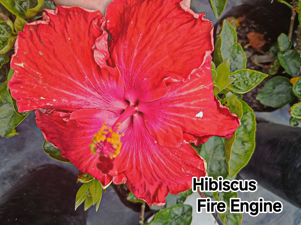 Hibiscus Fire Engine – Exotic Flora