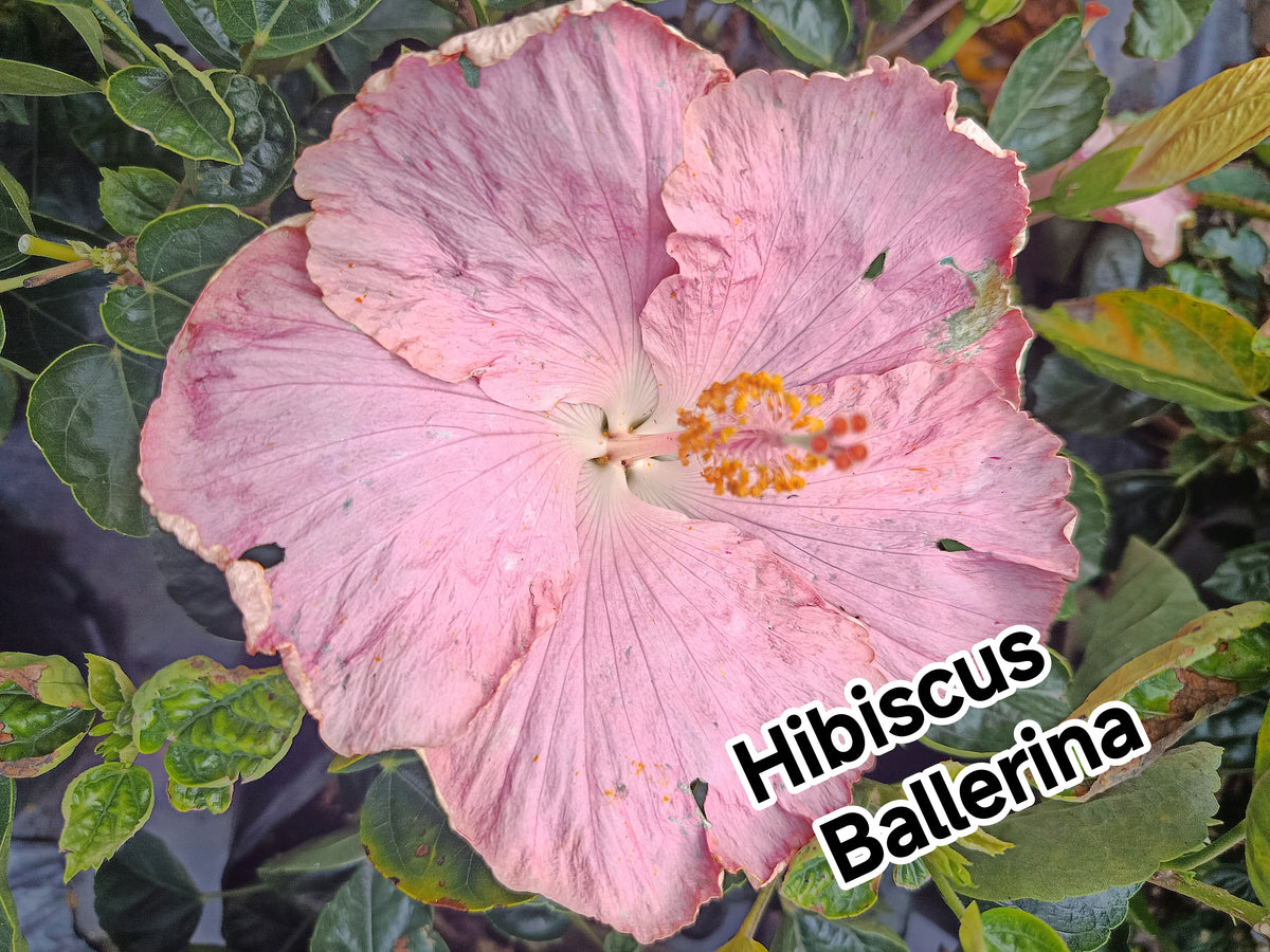 Hibiscus Ballerina – ExoticFlora