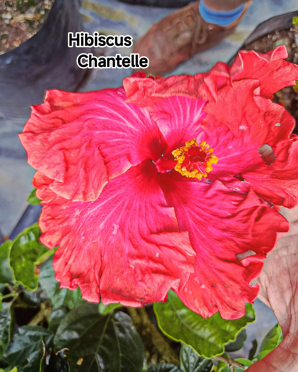 Hibiscus Chantai – Exotic Flora