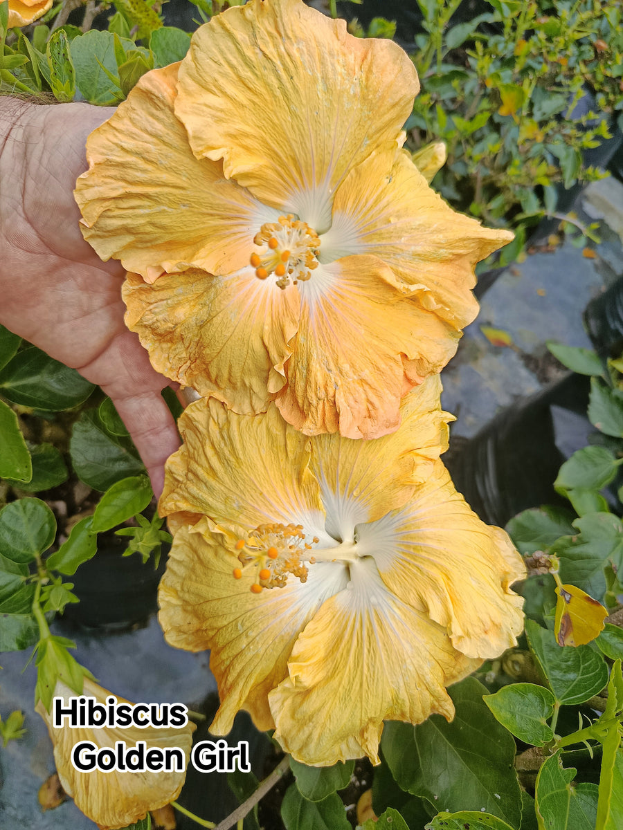 Hibiscus Golden Girl – ExoticFlora