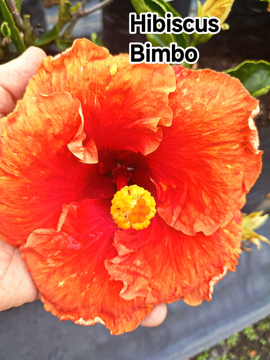 Hibiscus Bimbo – ExoticFlora