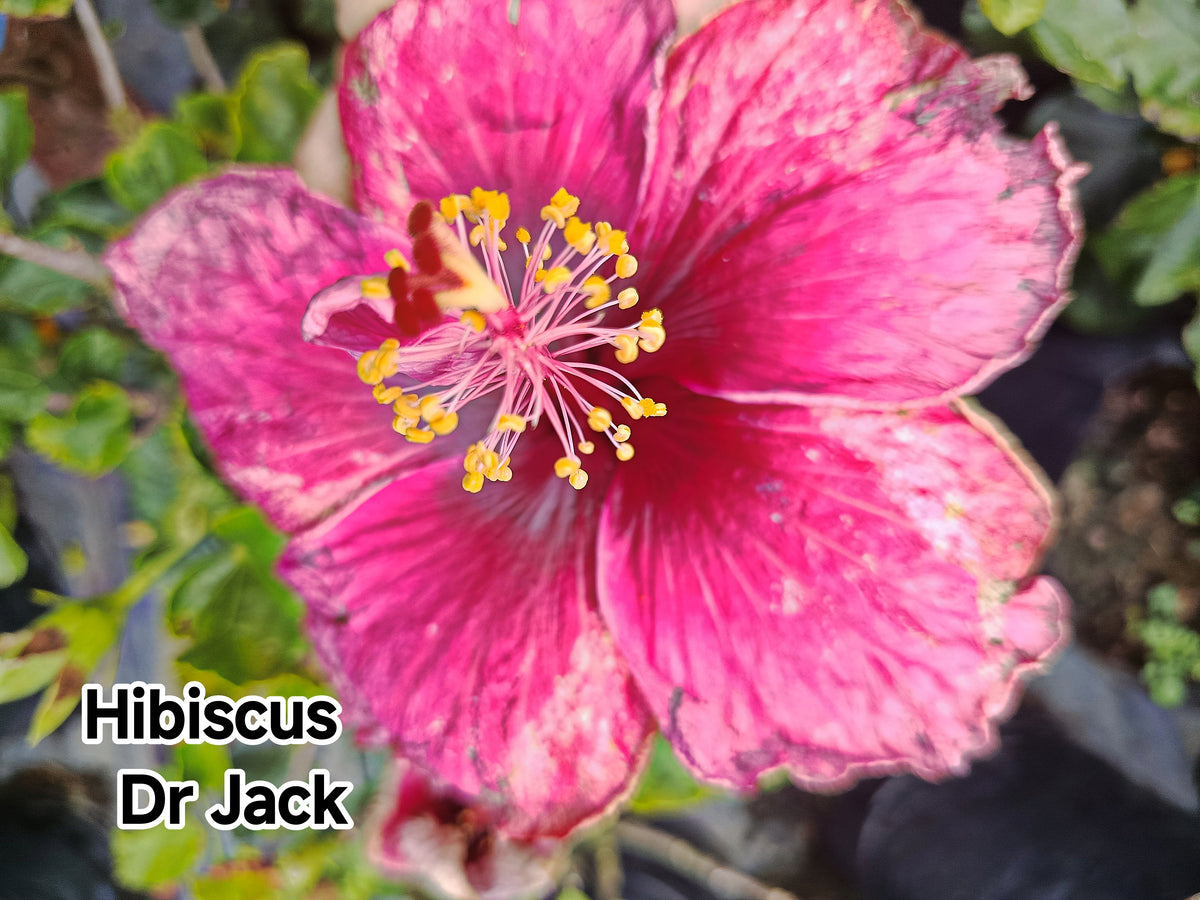 Hibiscus Dr Jack – Exotic Flora