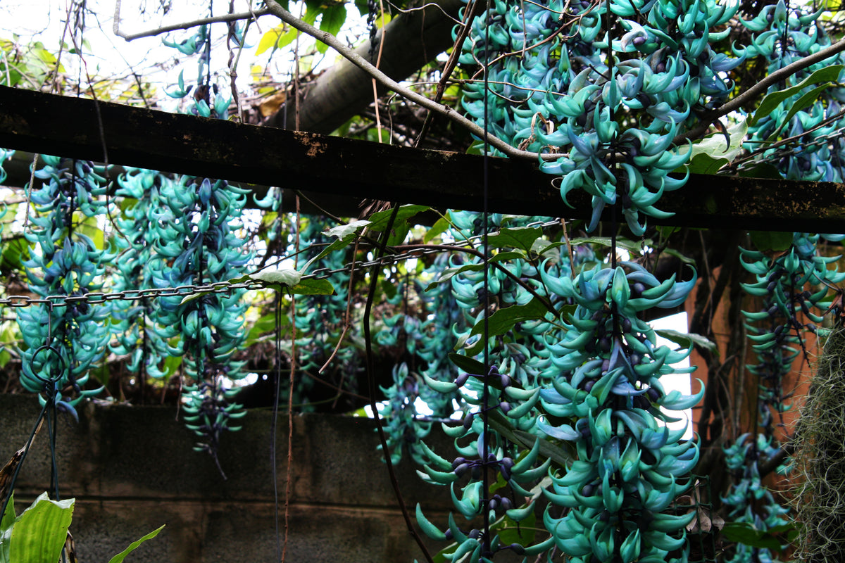 Jade Vine Strongylodon macrobotrys – Exotic Flora
