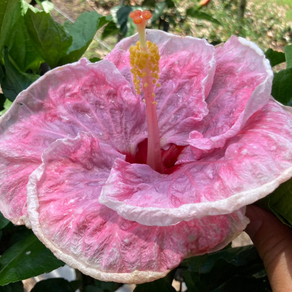 Hibiscus Lady Flo – Exotic Flora