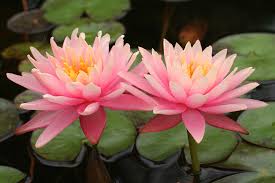 Water Lily Colorado Peachy pink – ExoticFlora