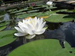 Water Lily White Sultan – Exotic Flora