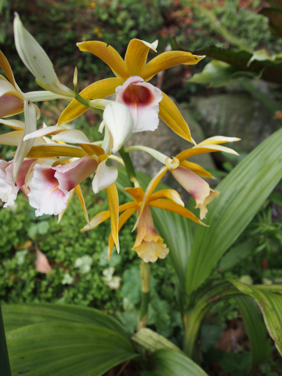 Phaius wallichii x Phaius tankervilleae alba – Exotic Flora