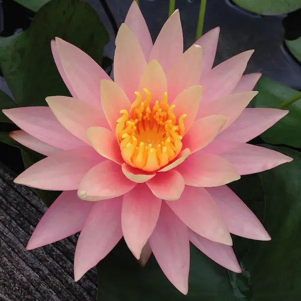 Water lily Pink Grapefruit Nymphaea – ExoticFlora