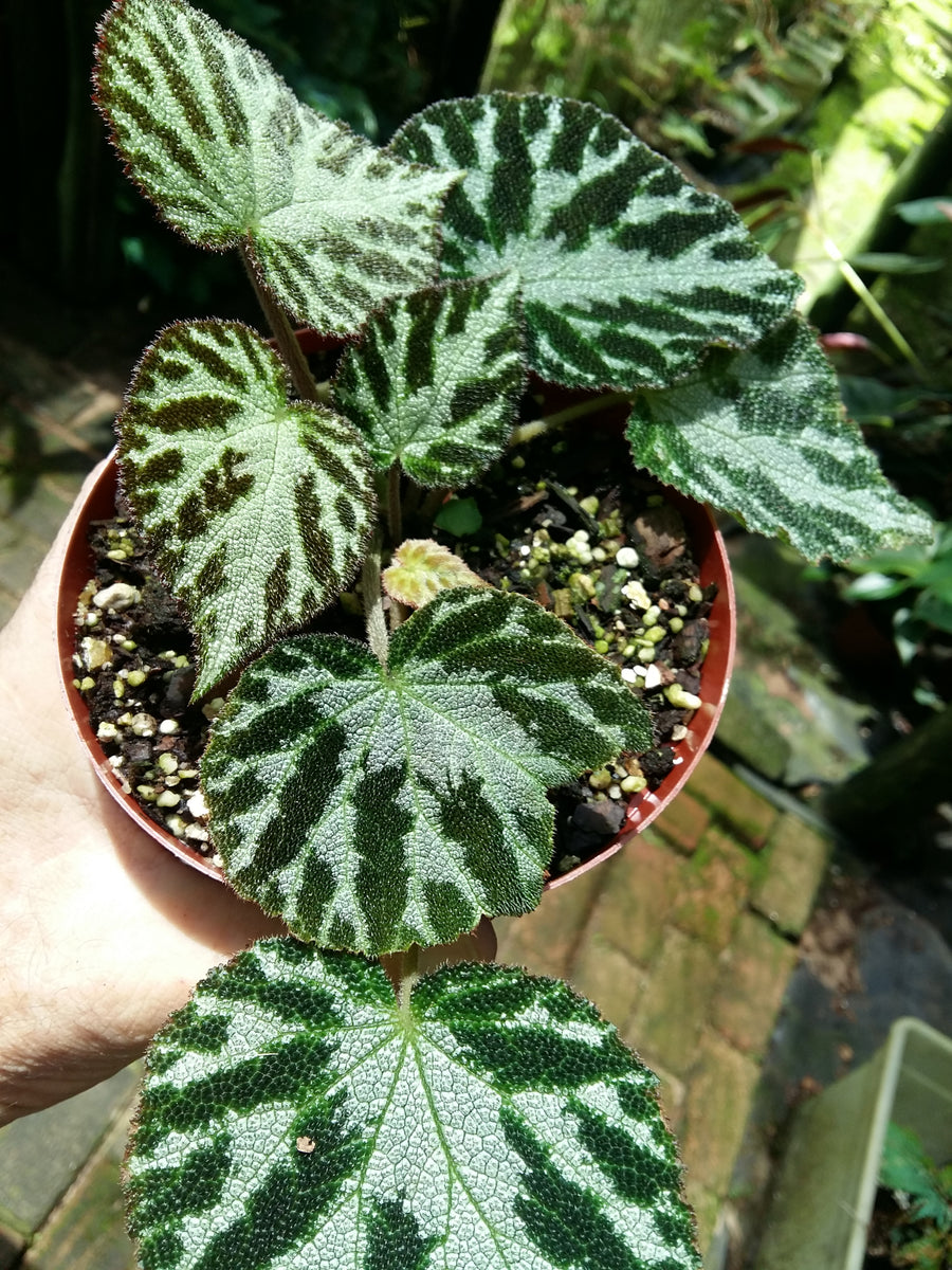 Begonia Pustulata – Exotic Flora