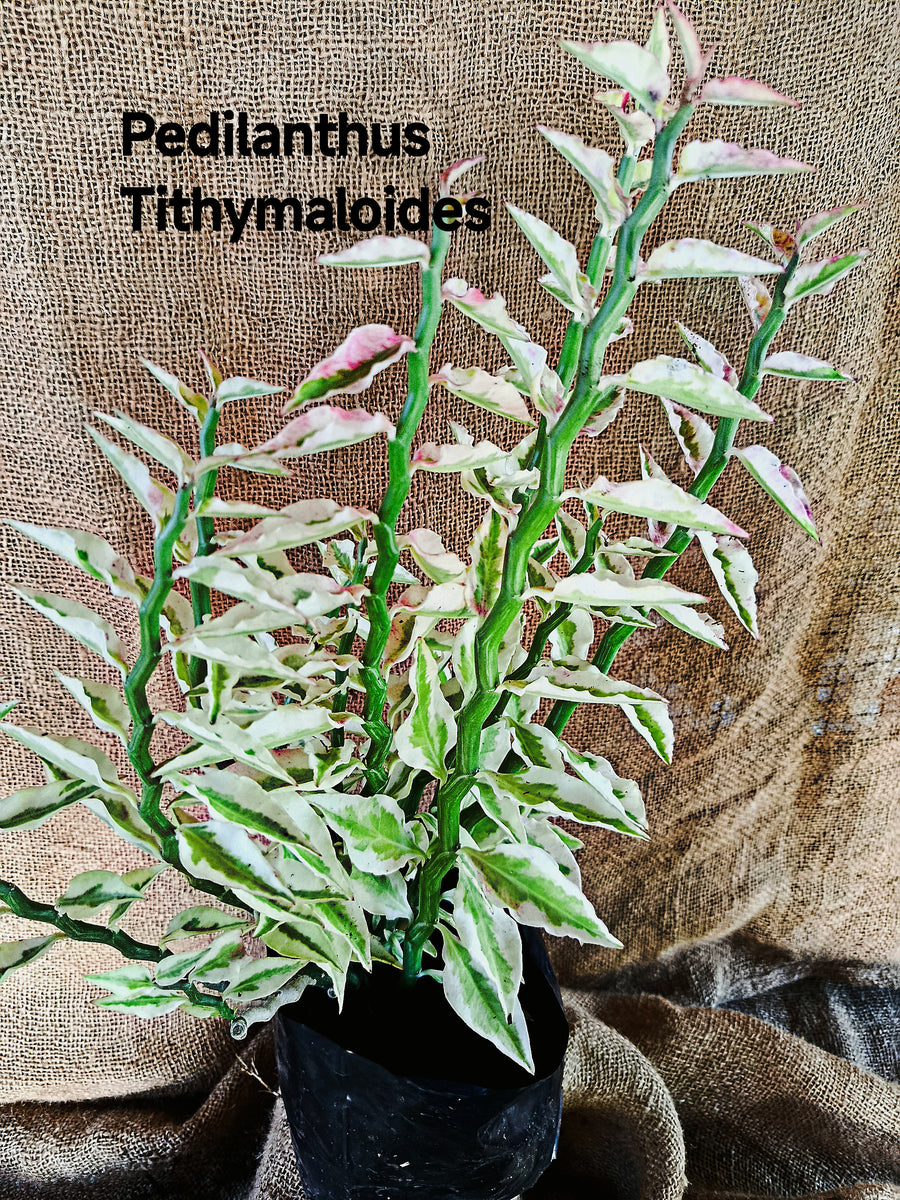 Pedilanthus Tithymaloides – Exotic Flora