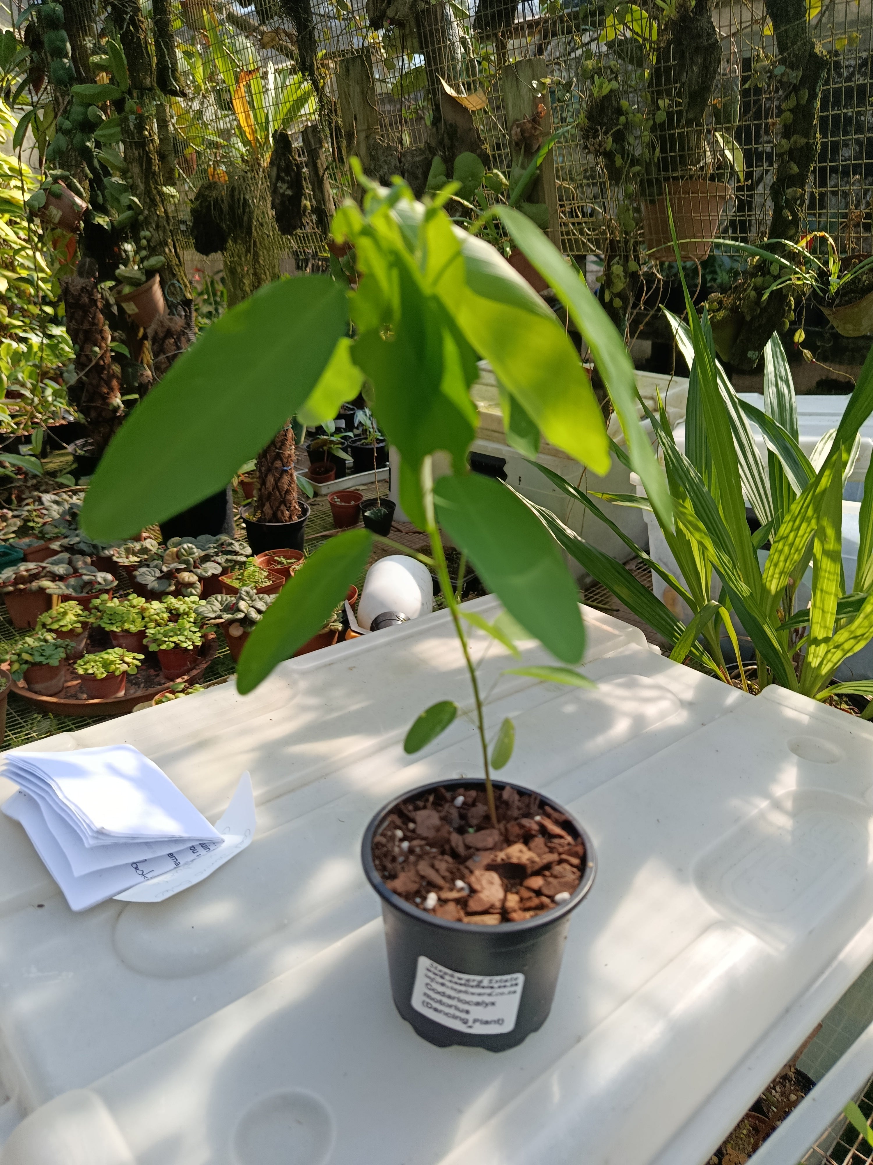 Telegraph Plant — Codariocalyx motorius (Dancing Plant) – Exotic Flora