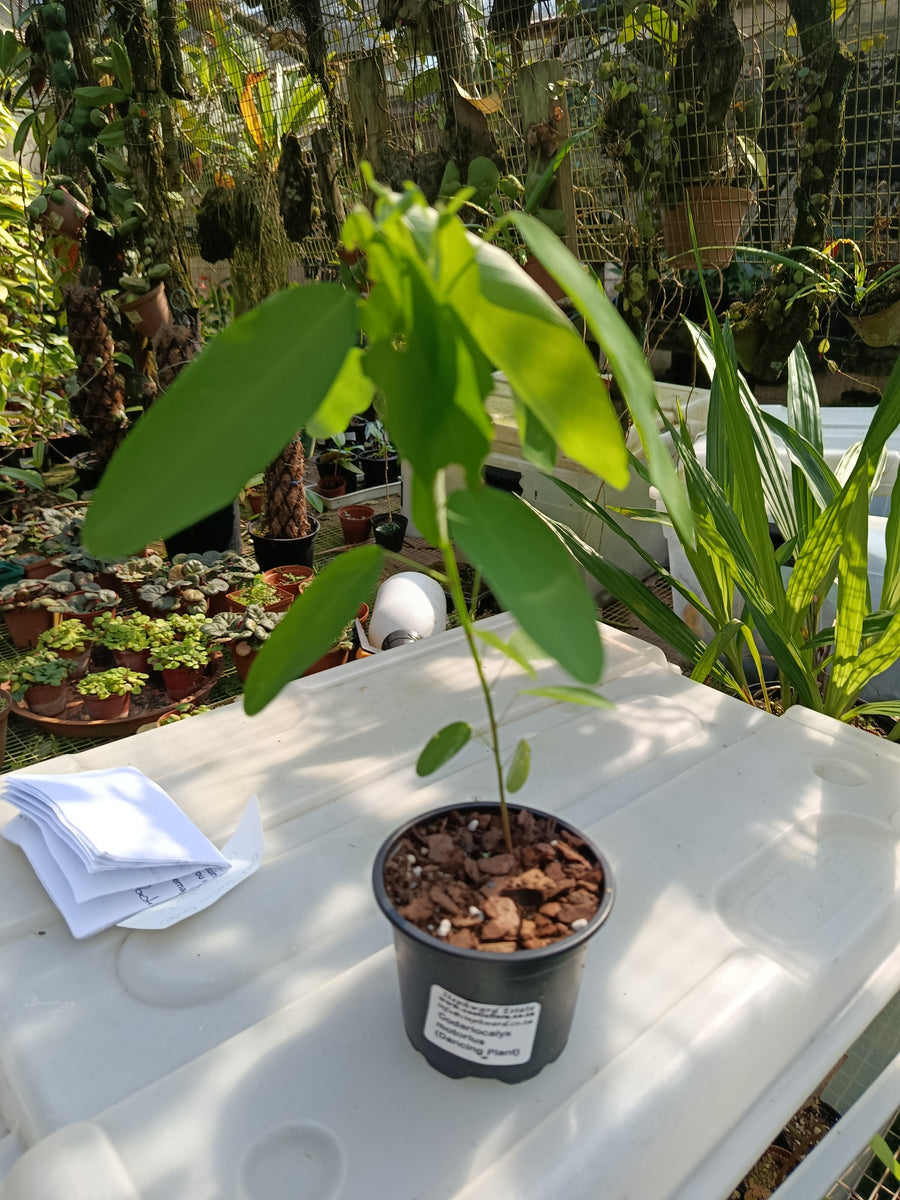 Telegraph Plant — Codariocalyx motorius (Dancing Plant) – Exotic Flora