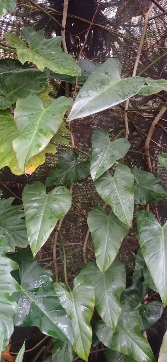 Philodendron Red Emerald (Philodendron Erubescens) top cuttings ...