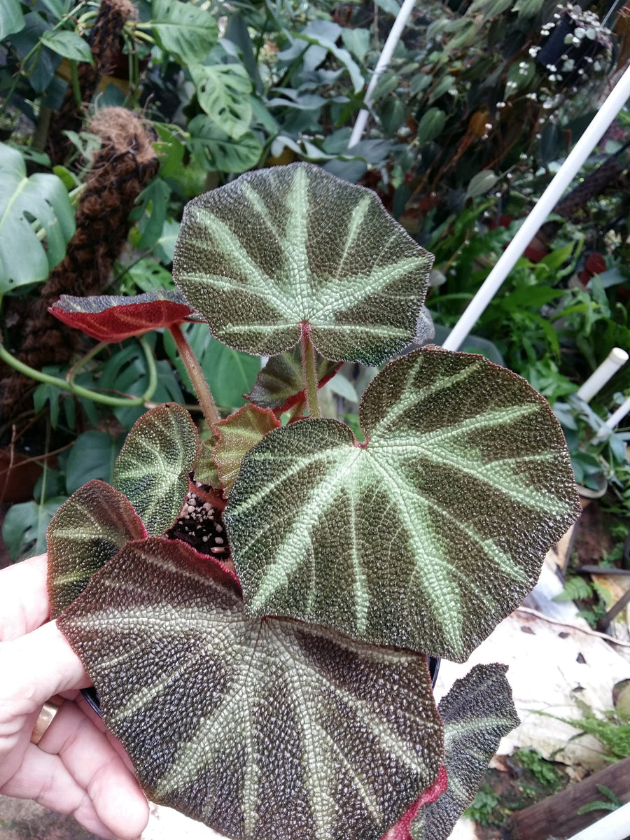 Begonia sol mutata (Sun changing begonia) – Exotic Flora