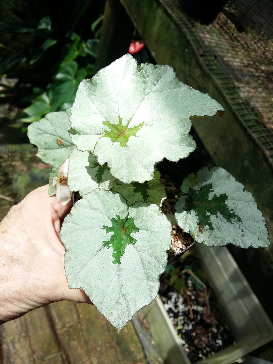 Rex Begonia – Exotic Flora