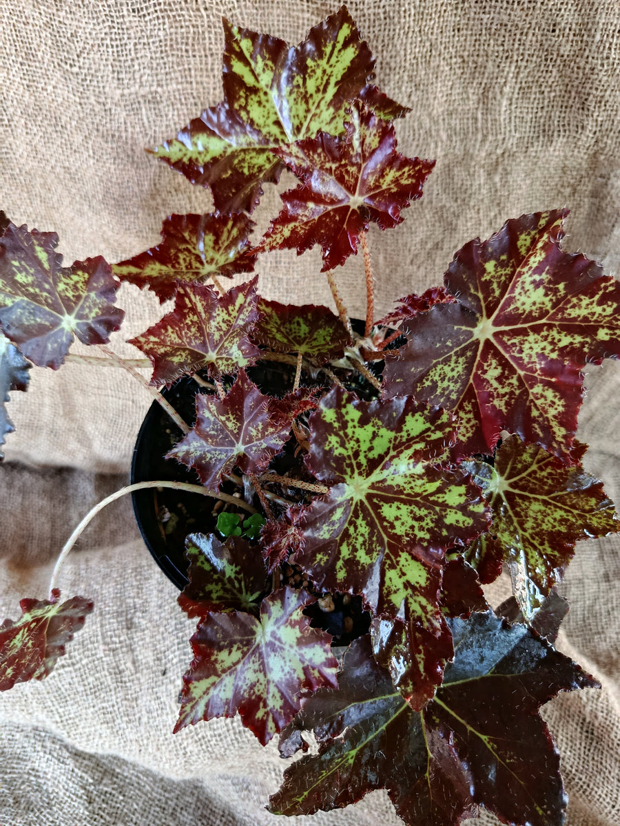 Begonia Cleopatra – ExoticFlora