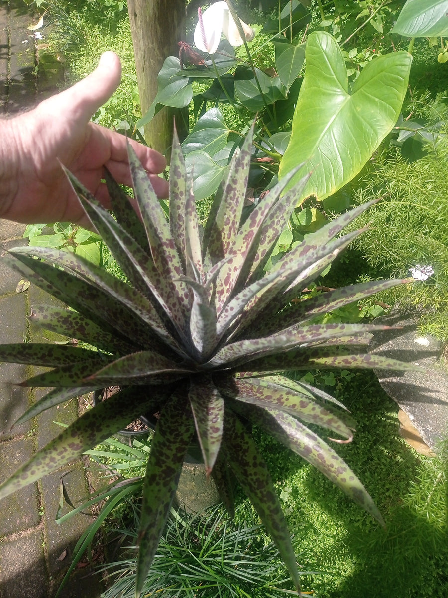 Mangave 'Pineapple express' – Exotic Flora