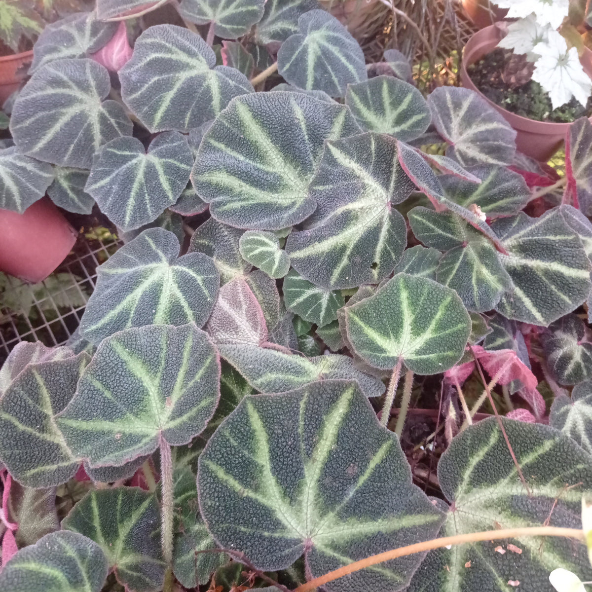 Begonia sol mutata (Sun changing begonia) – ExoticFlora