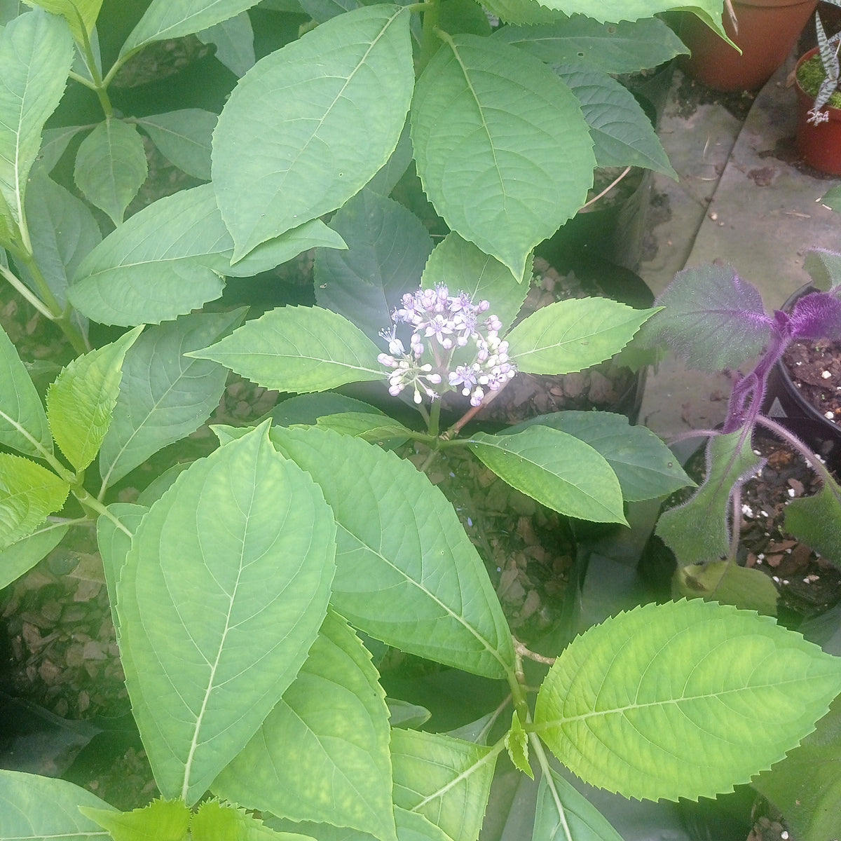 Dichroa febrifuga – ExoticFlora