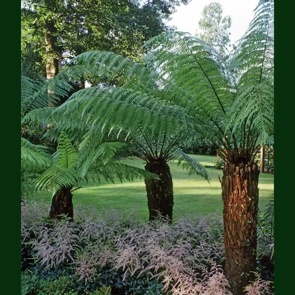 Australian Tree Fern – ExoticFlora