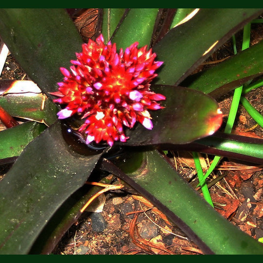 Bromeliad canistropsis burchellii – Exotic Flora