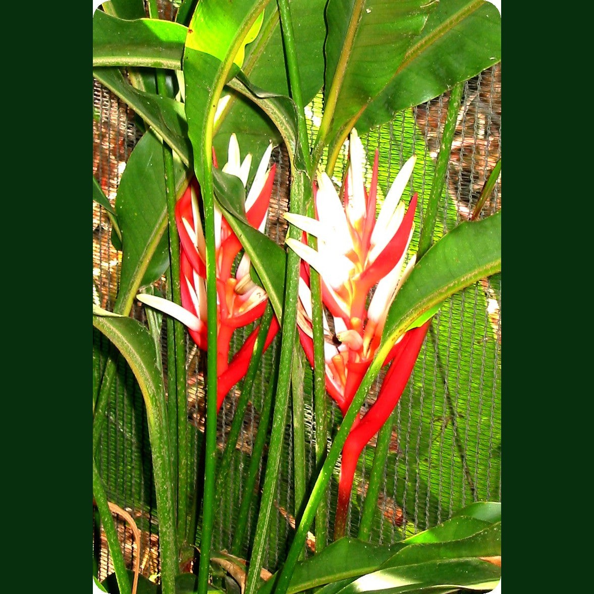 Heliconia Angusta cv Holiday – ExoticFlora