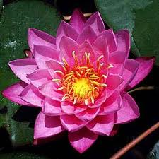 Nymphaea Mayla Water lilies – Exotic Flora