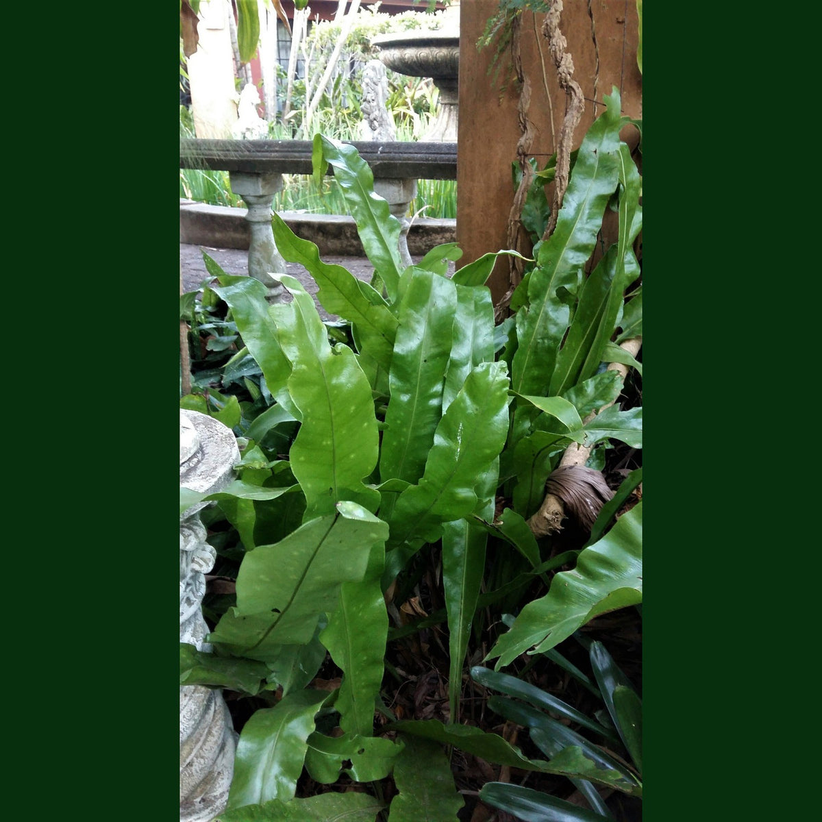 Climbing Birdsnest Fern Polypodium Polycarpon – Exotic Flora